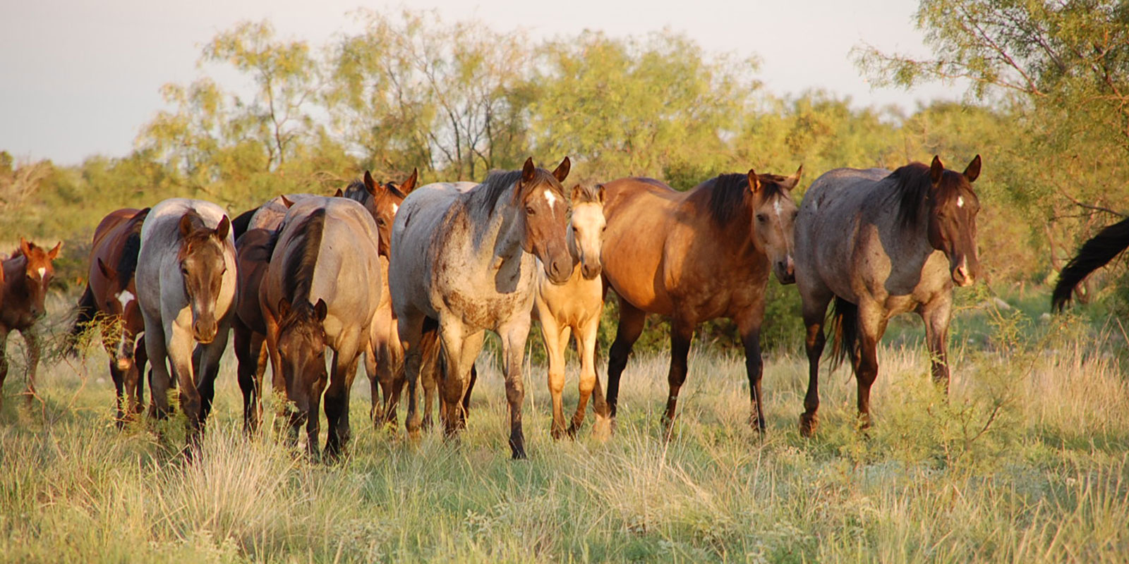 Stallions | Sterling Equine